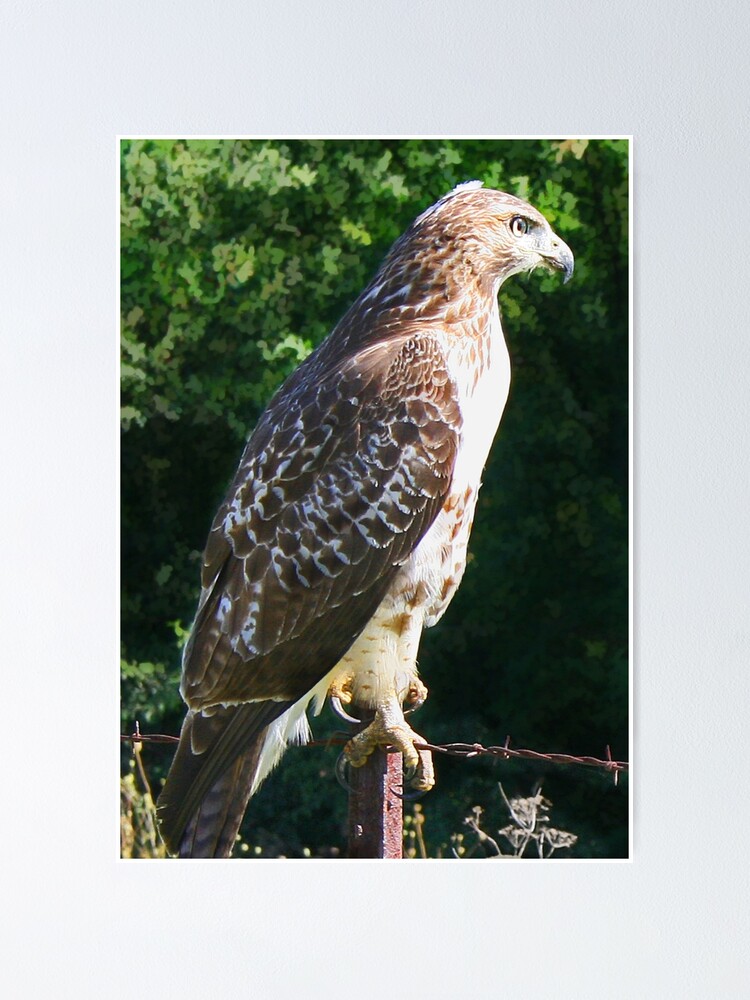 "Red Tailed Hawk" Poster by MsTique | Redbubble