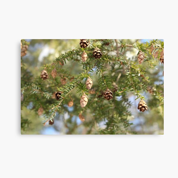 Hemlock Tree Gifts & Merchandise | Redbubble