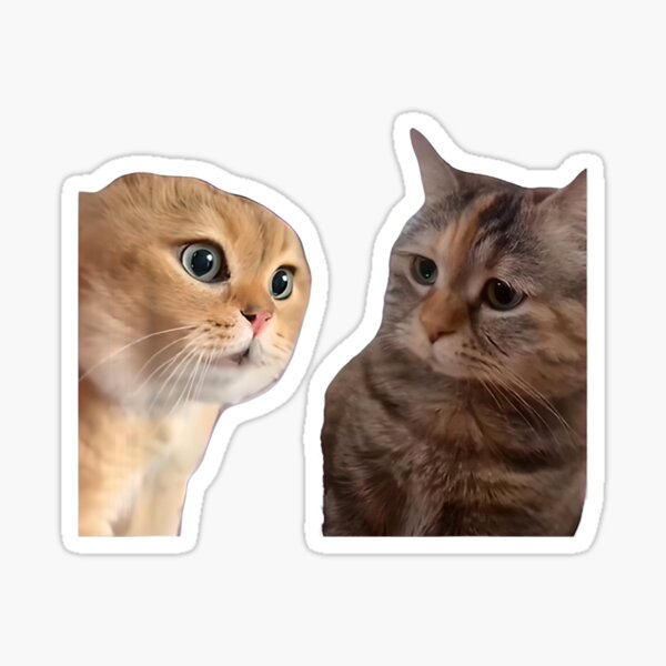"Two Cats Talking Meme, Cat Meme, Funny Cat" Sticker for Sale by ...