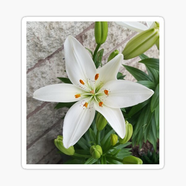 "White lily" Sticker for Sale by Ashoolz | Redbubble