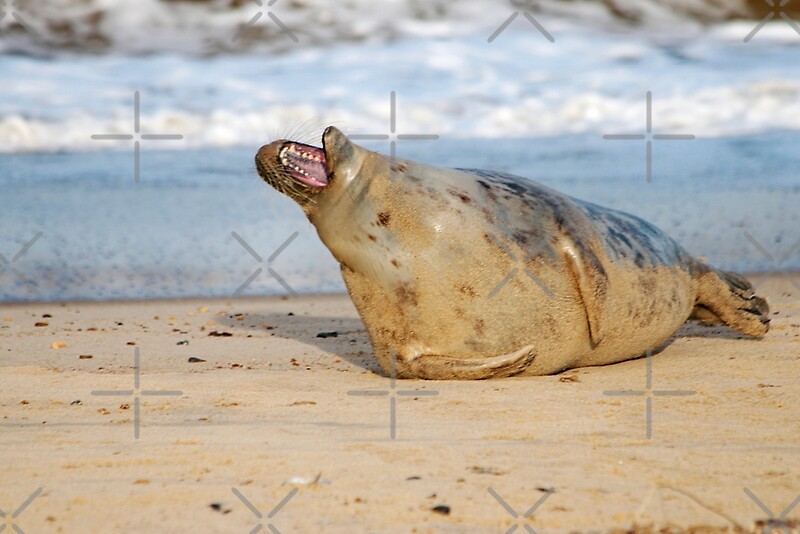 "The Laughing Seal" by MyriadLifePhoto | Redbubble