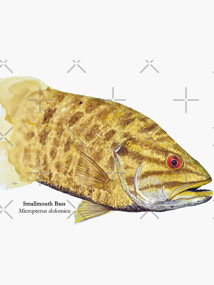 "Smallmouth Bass Painting" Sticker for Sale by skemmss | Redbubble
