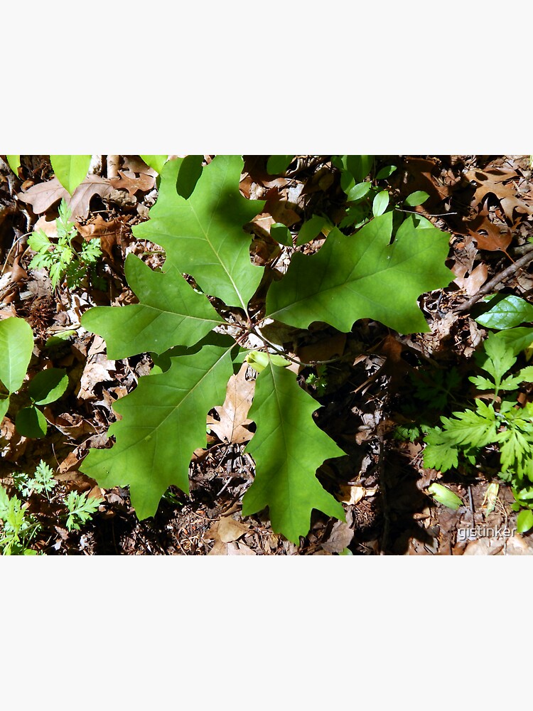 "Shaded Red Oak Sapling" Sticker for Sale by gistinker | Redbubble
