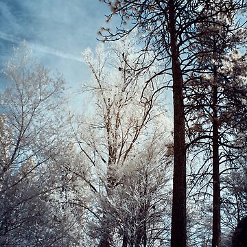 "Infrared trees" Sticker for Sale by Cblifeisgood | Redbubble