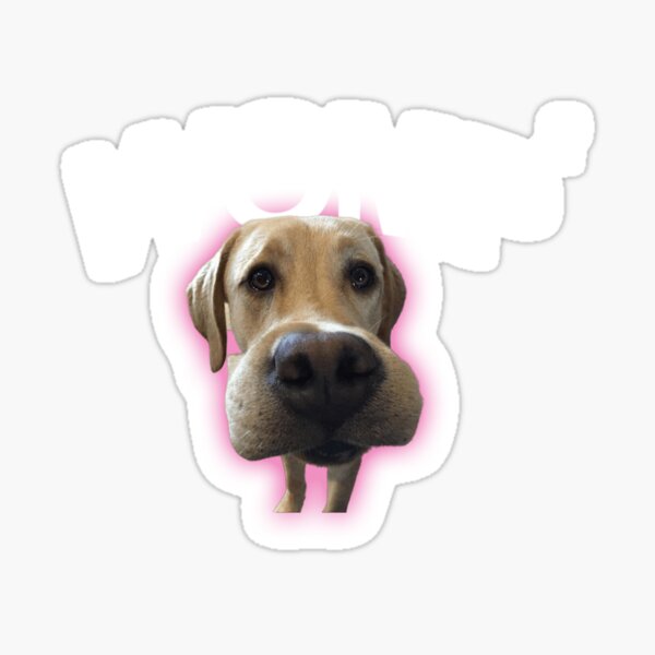 "Womp Womp Dog Meme" Sticker for Sale by swankyswamprat | Redbubble