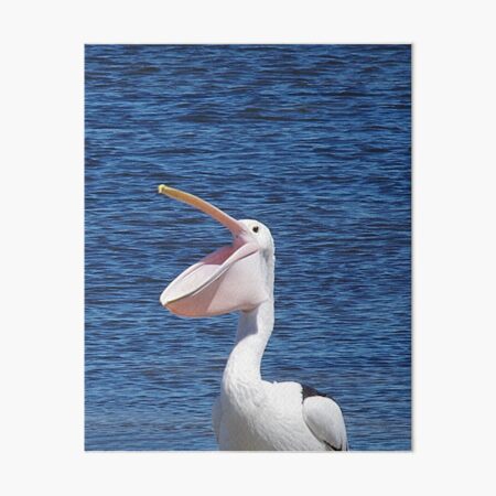 "Beak or Bucket? - Australian Pelican" Art Board Print by lezvee ...