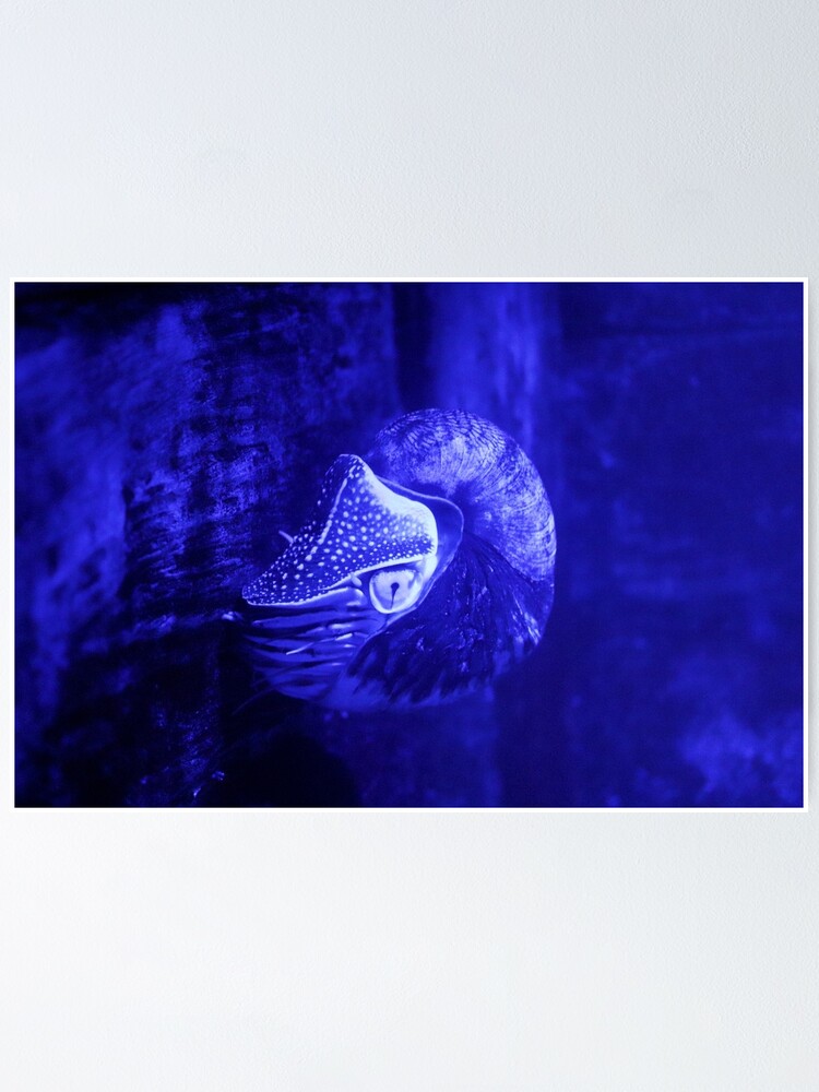 "Neon Nautilus" Poster by AHindenlang | Redbubble