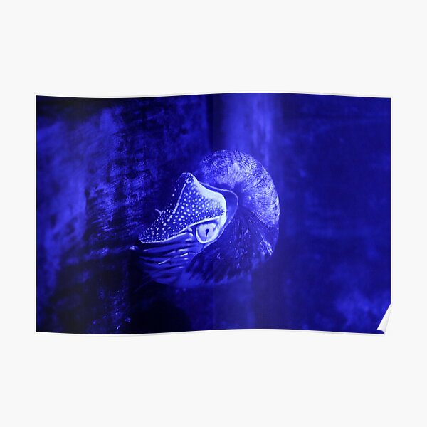 "Neon Nautilus" Poster by AHindenlang | Redbubble