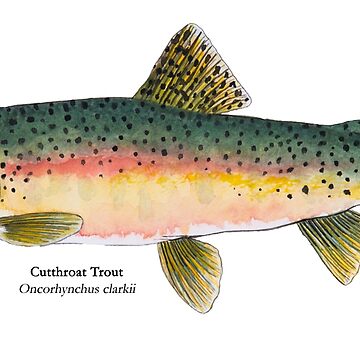 "Cutthroat Trout Painting" Poster for Sale by skemmss | Redbubble