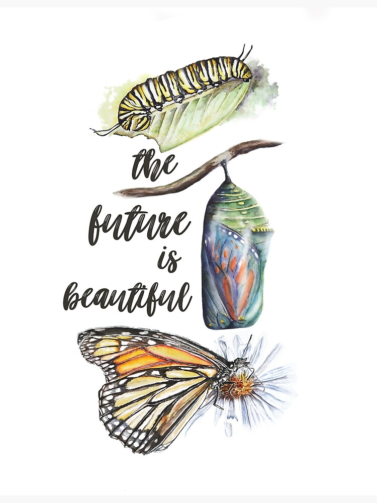 "Monarch Lifecycle from Caterpillar to Butterfly" Poster for Sale by ...