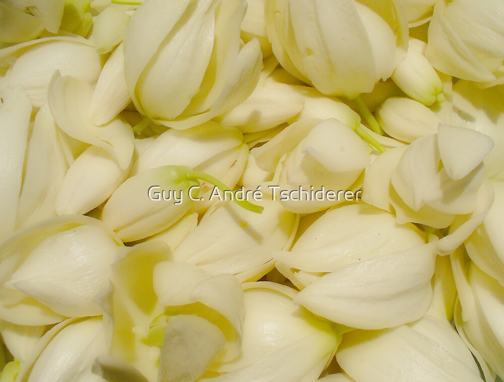 "Flor de Itabo" by Guy C. André Tschiderer | Redbubble