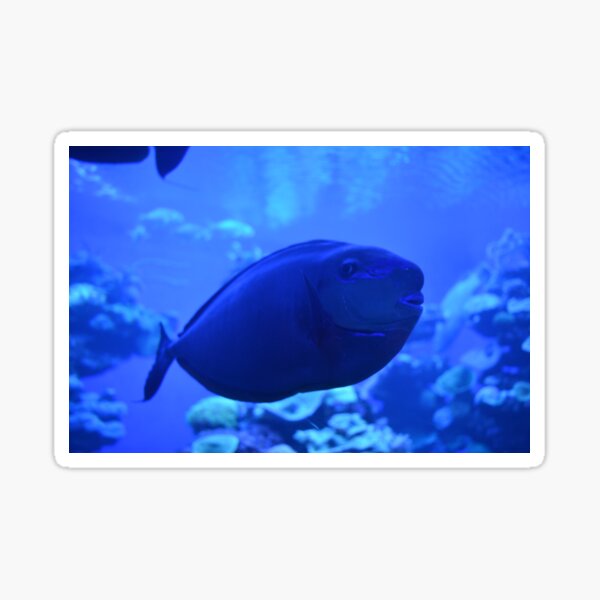 "Sad blue fish" Sticker for Sale by Hilbert72 | Redbubble