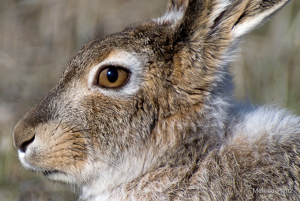 "Jack Rabbit" by Melissa Hintz | Redbubble