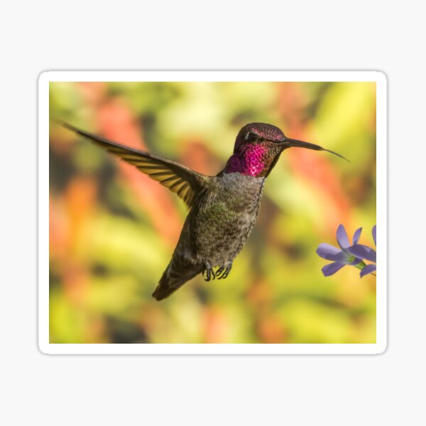 "Rosy Cheeks" Sticker for Sale by MCHerdering | Redbubble