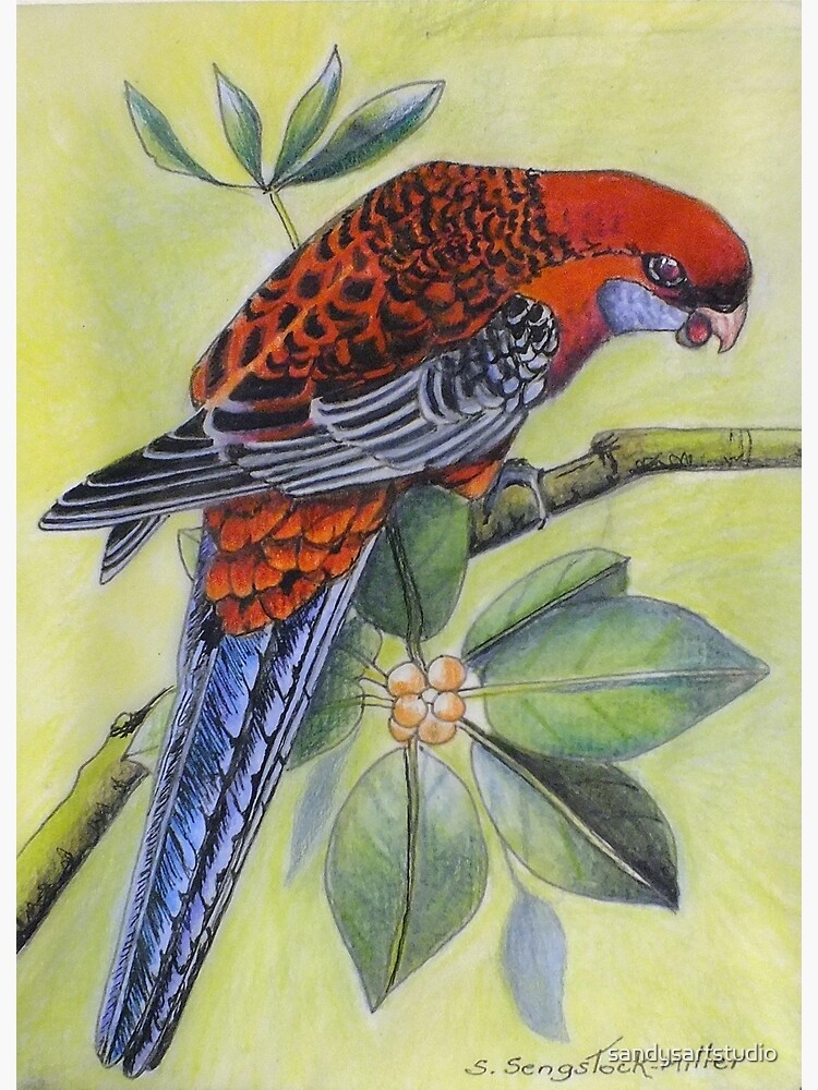 "Crimson Rosella Art piece" Poster for Sale by sandysartstudio | Redbubble