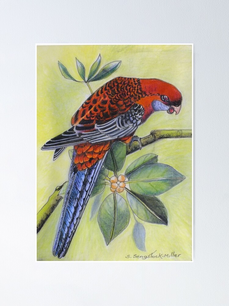 "Crimson Rosella Art piece" Poster for Sale by sandysartstudio | Redbubble