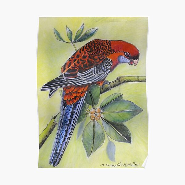 "Crimson Rosella Art piece" Poster for Sale by sandysartstudio | Redbubble