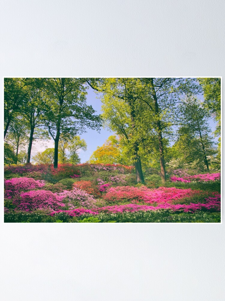 " Hillside Azalea Delight " Poster for Sale by jjenney | Redbubble