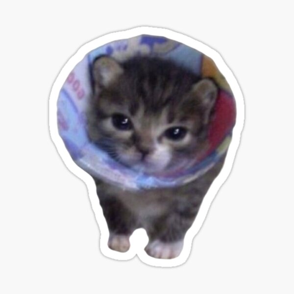 "Cute Kitty Meme" Sticker for Sale by Maviartig | Redbubble
