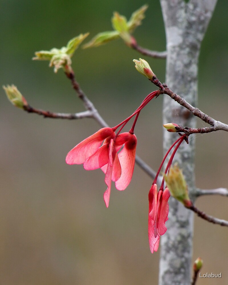 "Polly's Nose" by Lolabud | Redbubble
