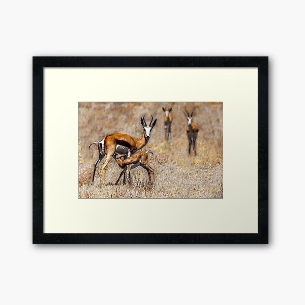 "Springbok Mom and Calf" Framed Art Print for Sale by Kay Brewer ...