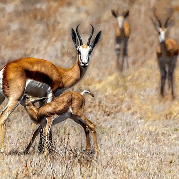 "Springbok Mom and Calf" Framed Art Print for Sale by Kay Brewer ...