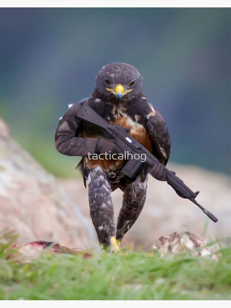 "Falcon with a Rifle" Poster for Sale by tacticalhog | Redbubble