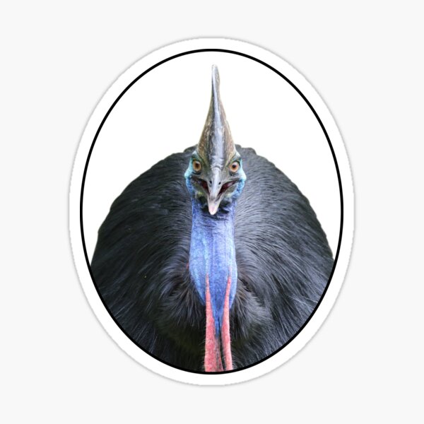 "Southern Cassowary" Sticker for Sale by EvieHanlon | Redbubble