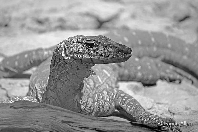 "Perentie Lizard" by Leanne Allen | Redbubble