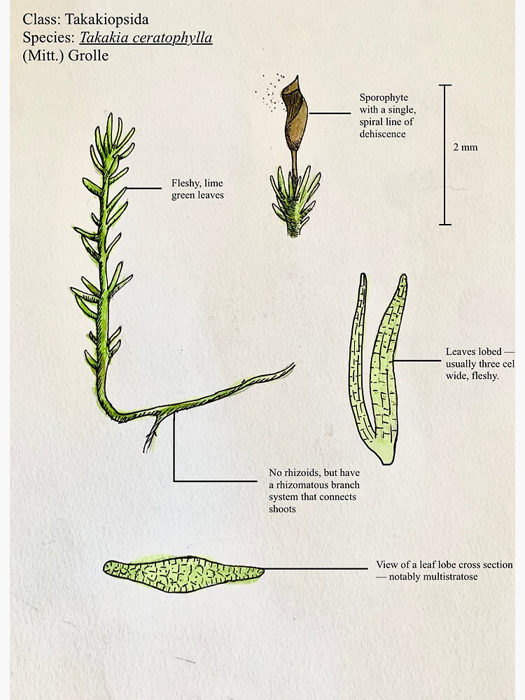 Mosses Plant Drawing Easy