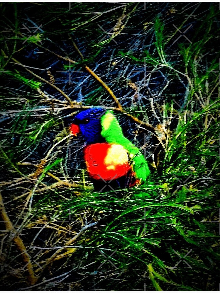 " Rainbow Rosella " Poster by Inspire76 | Redbubble