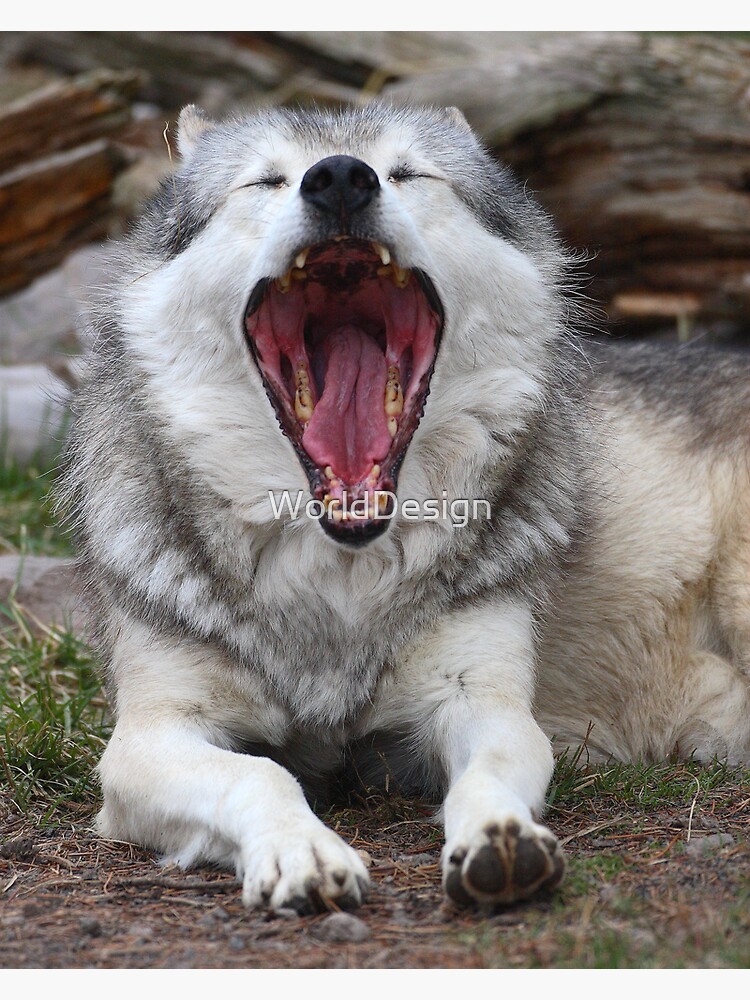 "Wolf Yawning" Poster for Sale by WorldDesign | Redbubble