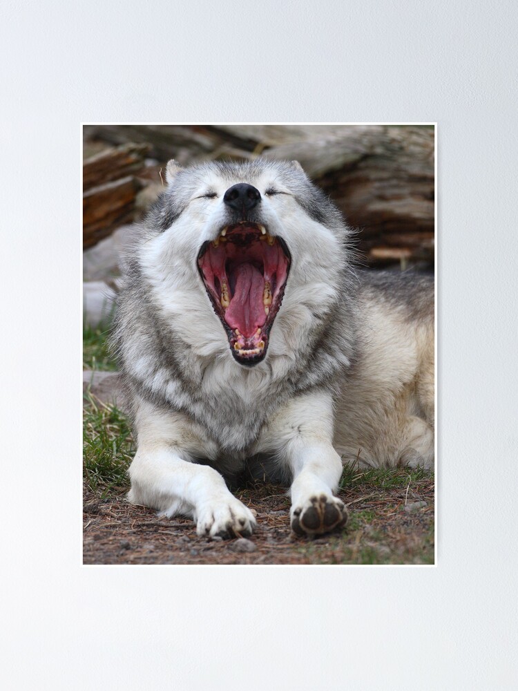 "Wolf Yawning" Poster for Sale by WorldDesign | Redbubble