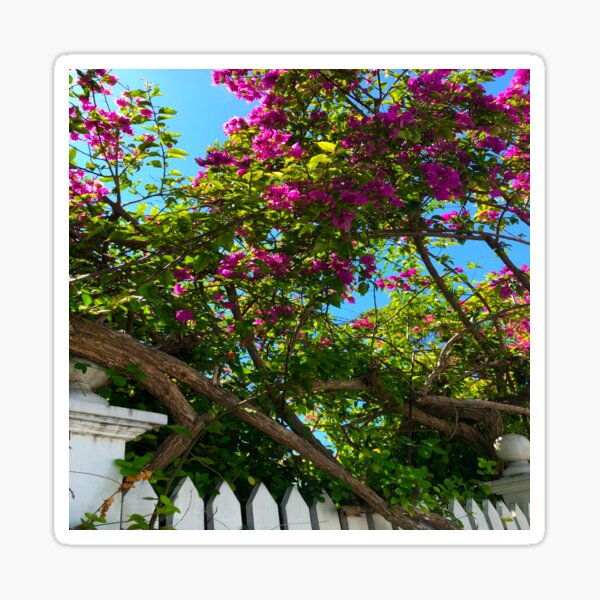 "Key West pink floral old world charm - pink bougainvilleas | flowing ...