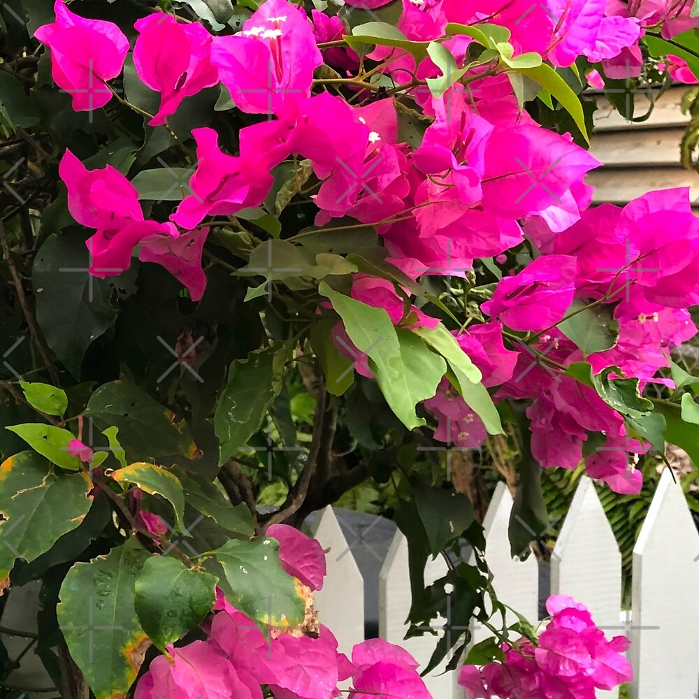 "Key West Pink bougainvilleas - tropical pink floral " by hollycooper ...