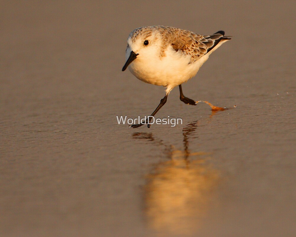 "Sandpiper Running on Beach" by WorldDesign | Redbubble