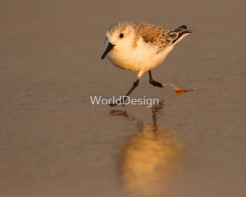 "Sandpiper Running on Beach" by WorldDesign | Redbubble