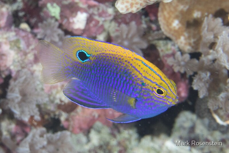 "Princess Damselfish" by Mark Rosenstein | Redbubble