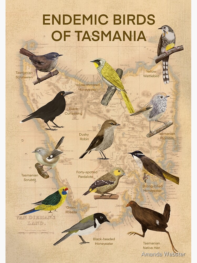 "Endemic Birds of Tasmania" Poster for Sale by Amanda Webster | Redbubble