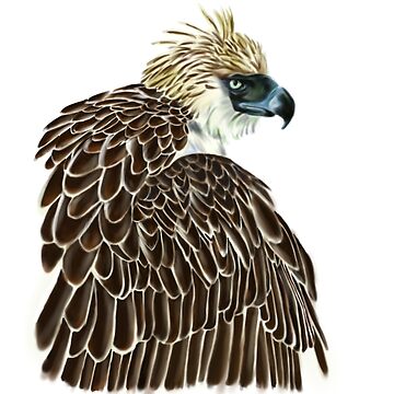 "Majestic Philippine eagle" Sticker for Sale by chrisbats | Redbubble