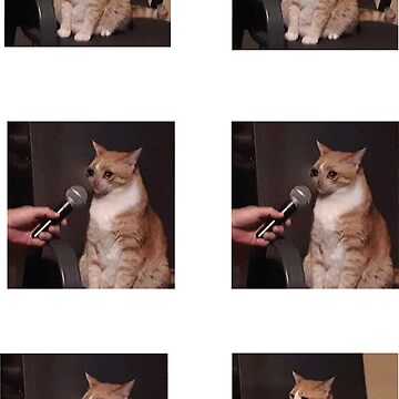 "cat meme, cat with microphone, cat meme with microphone, orange cat ...