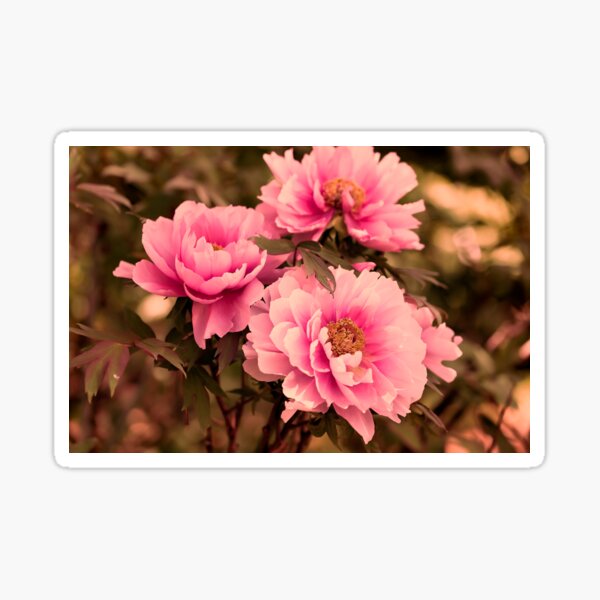 "Pink Peony Flower" Sticker by yumehana | Redbubble