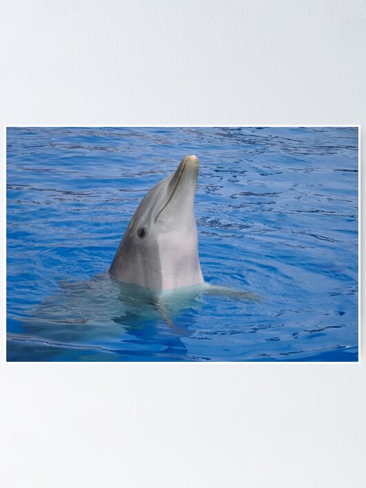 Dolphin Skin Texture Animals Skin Texture Brushes,Procreate Graphic By