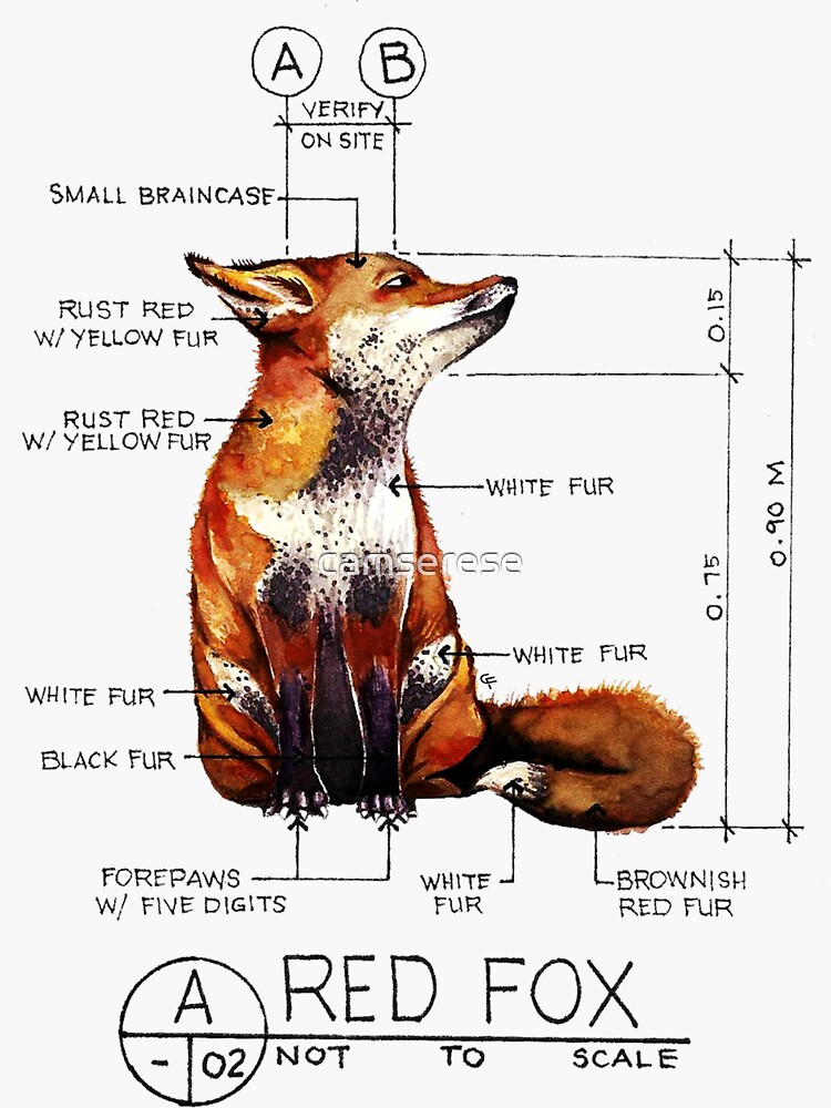 Pegatina «Anatomía de un zorro rojo» de camserese | Redbubble