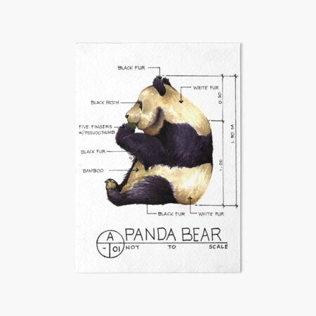Lámina rígida «Anatomía de un Panda» de camserese | Redbubble