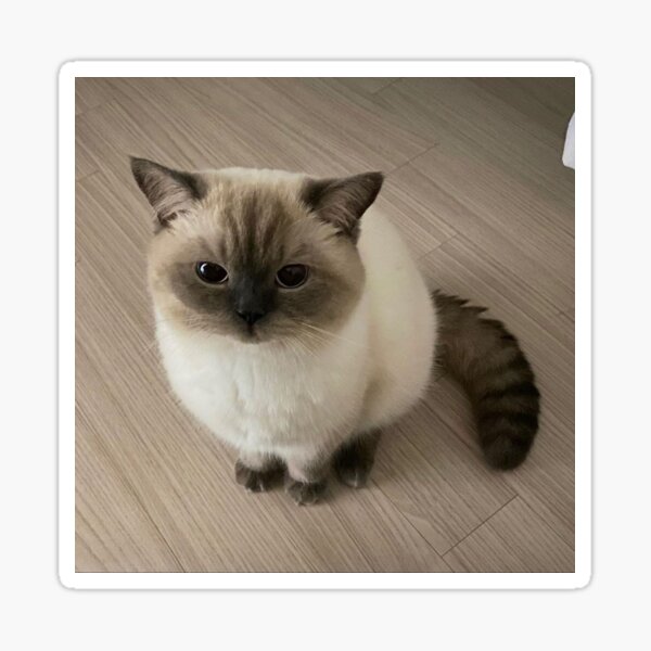 Siames Merch & Gifts for Sale | Redbubble