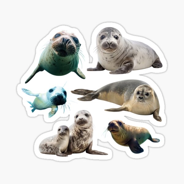 "cute seals" Sticker for Sale by Supipi Weerasinghe | Redbubble