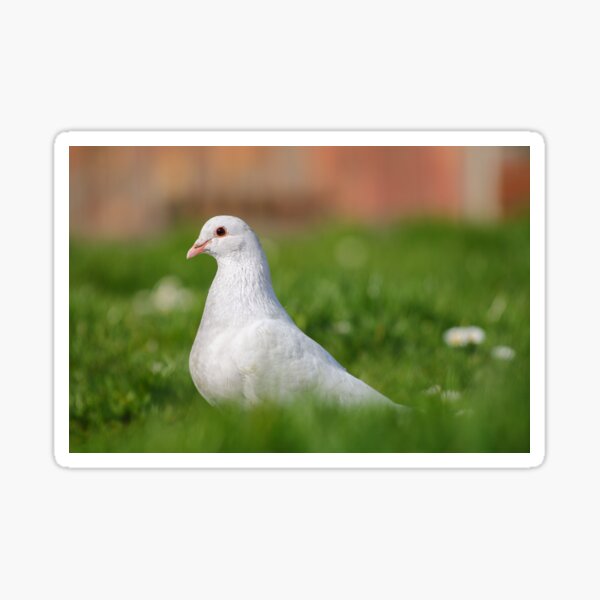 "Albino" Sticker for Sale by GreyFeatherPhot | Redbubble