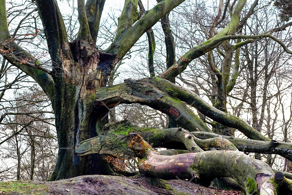 "Broken Beech Tree" by heidiannemorris | Redbubble