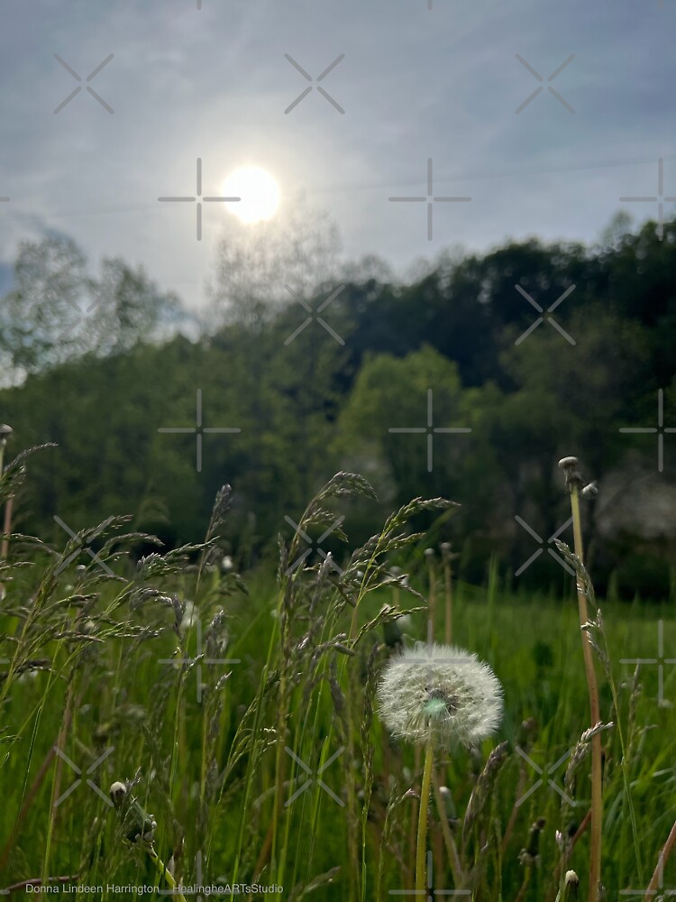 "Dandelion puff ball in a field of grass during sunset" Sticker for ...